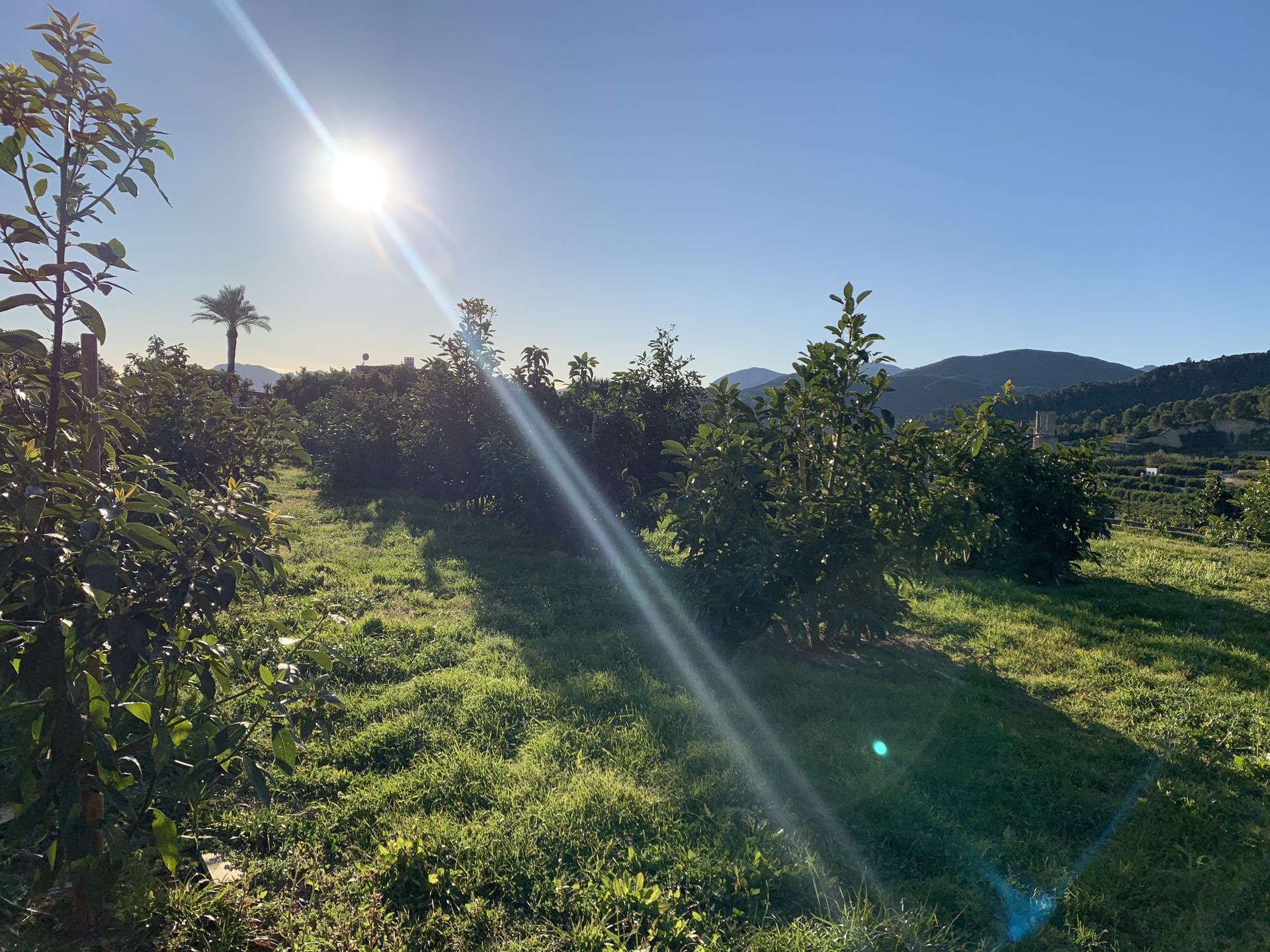 The avocado and the history of the avocado | Avocadoptie